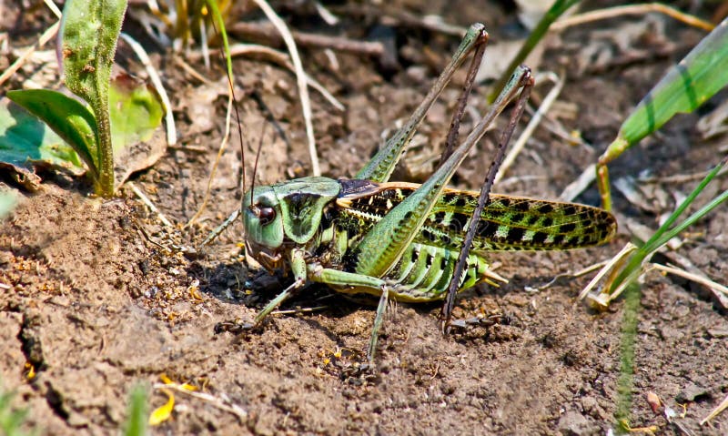 Locusts in the Grass on a Meadow. Stock Image - Image of foot, garden ...