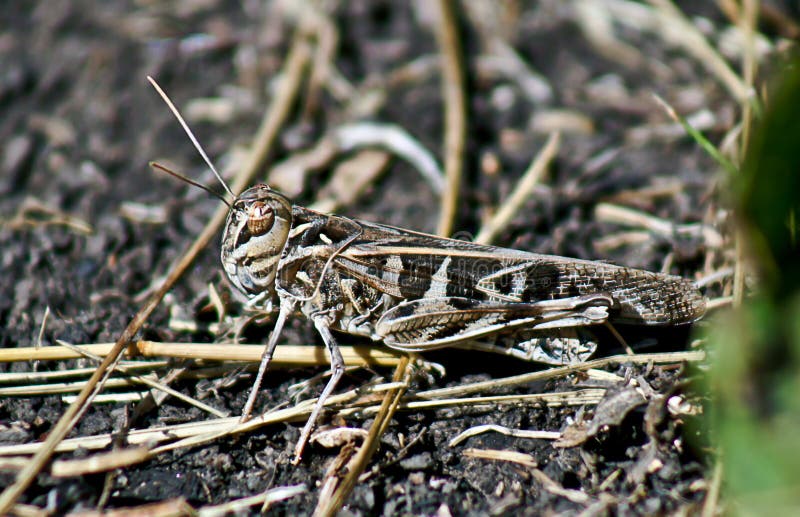 Locusts in the Grass on a Meadow. Stock Photo - Image of insect ...