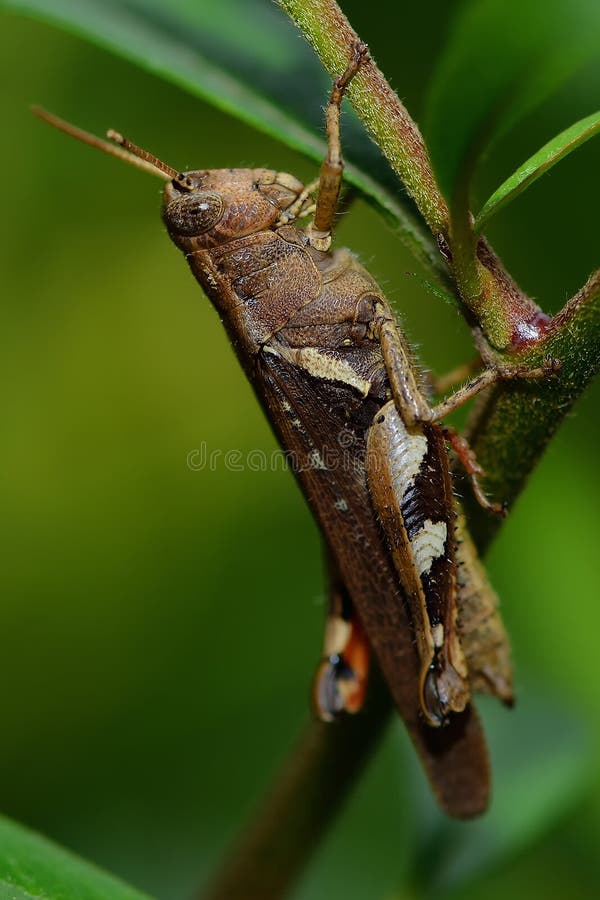 Locusts stock photo. Image of locusts, clear, compound - 43204502