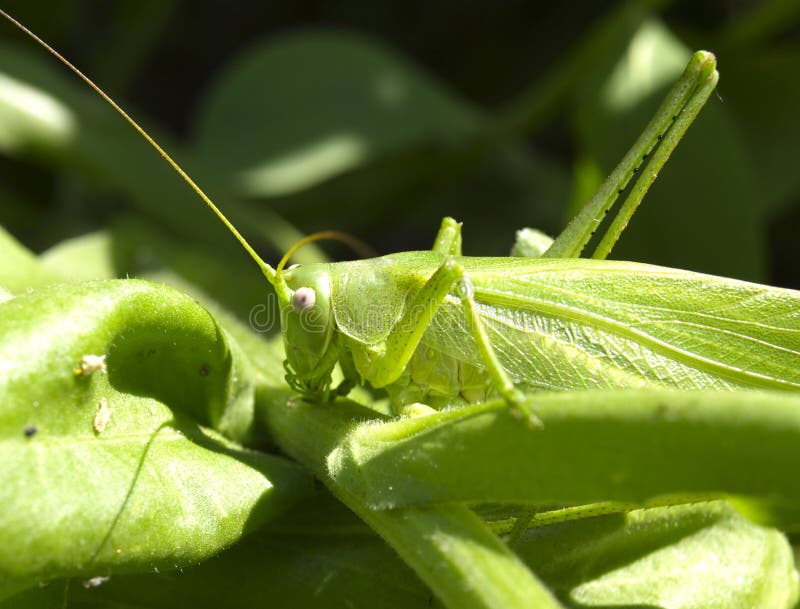 Locust on Canna leaf1 stock photo. Image of insects, leaf - 30759872