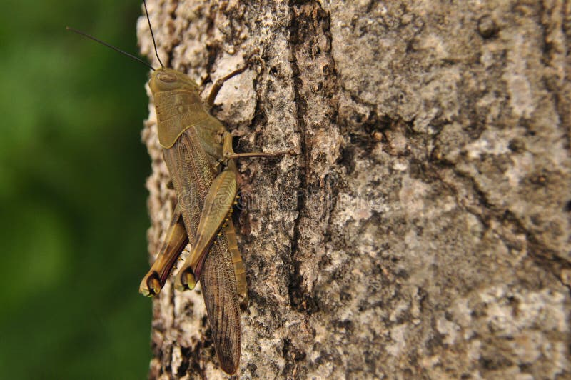 Locusts, Insect Sitting on a Tree in the Jungle. Stock Image - Image of ...