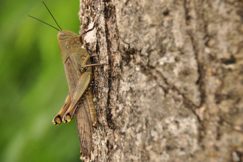 Locusts, Insect Sitting on a Tree in the Jungle. Indonesia Stock Photo ...