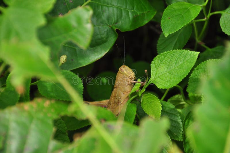 Locusts, Insect Sitting on a Tree in the Jungle. Stock Image - Image of ...