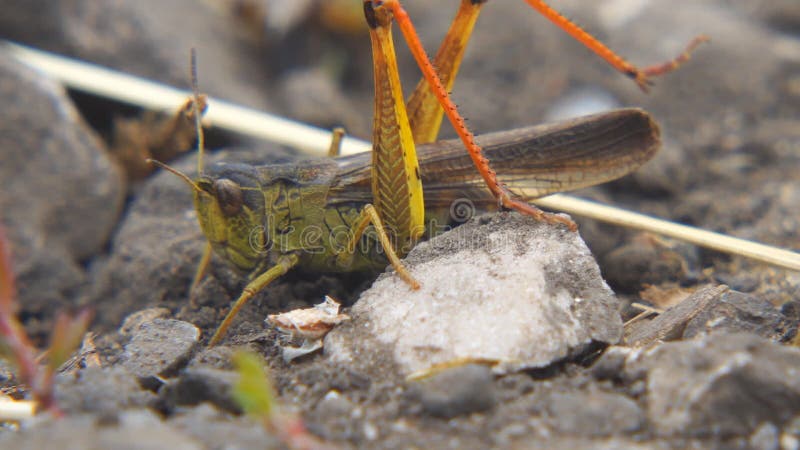 Locusts Lay Their Eggs in Ground. Macro, Close-up. Locust Invasion ... Locusts Lay Their Eggs in Ground. Macro, Close-up. Locust Invasion ...