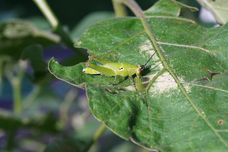 Locusts are One of the Insect Pests Stock Photo - Image of beautiful ...