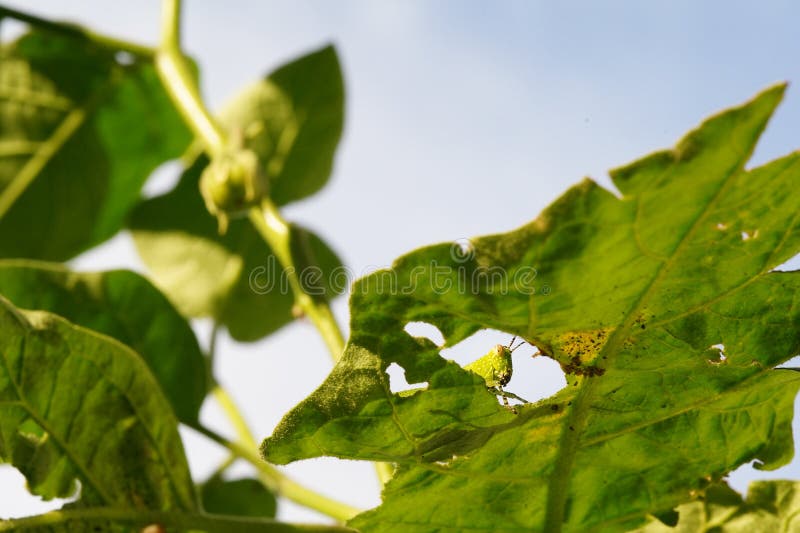 Locusts are One of the Insect Pests Stock Photo - Image of close ...