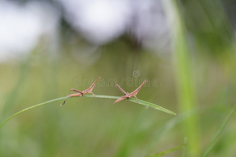 Locusts are One of the Insect Pests Stock Image - Image of cricket ...