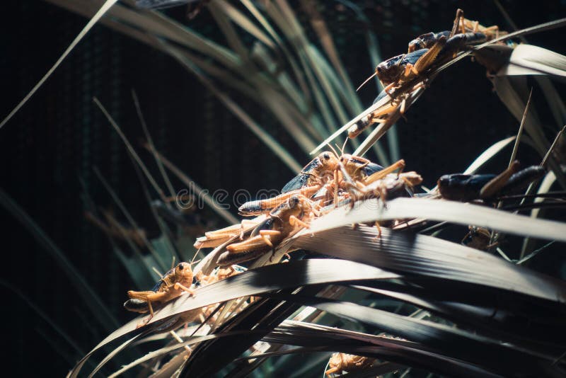 Locust swarm, isalo stock image. Image of landscape, insect - 26750841