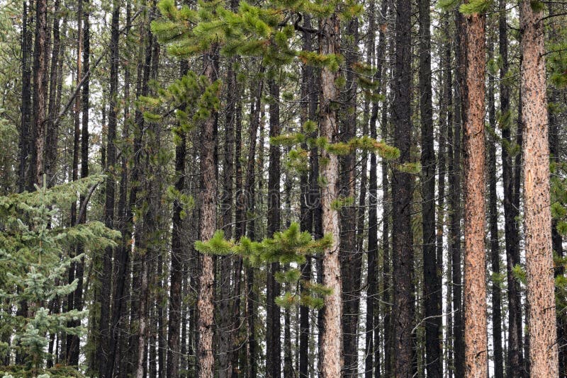 Lodge pole pines stock photo. Image of icefields, parkway - 93580322