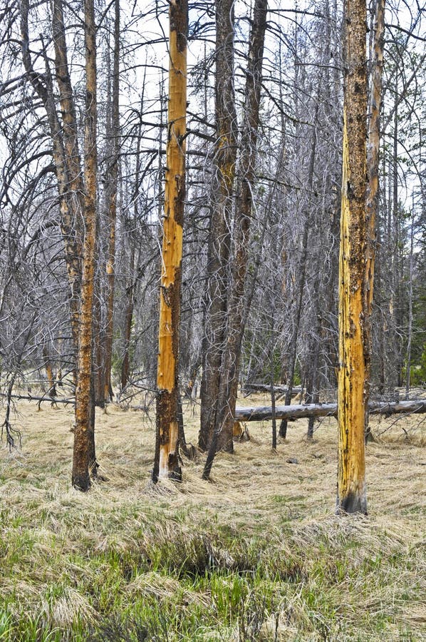 Lodgepole Pine Killed by Pine Bark Beetle Stock Image - Image of park ...
