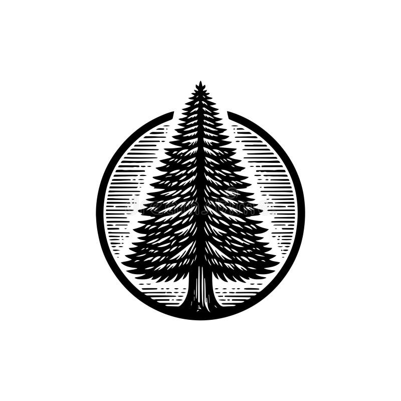 Lodgepole Pine Mature Tree Vector with Vintage Logo and Rustic ...