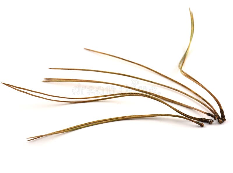 Lodgepole pine needles stock photo. Image of autumn, horizontal - 44646614