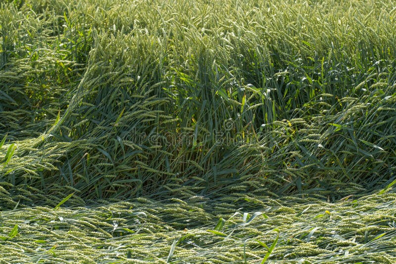 Lodging Stock Photos - Download 16,591 Royalty Free Photos