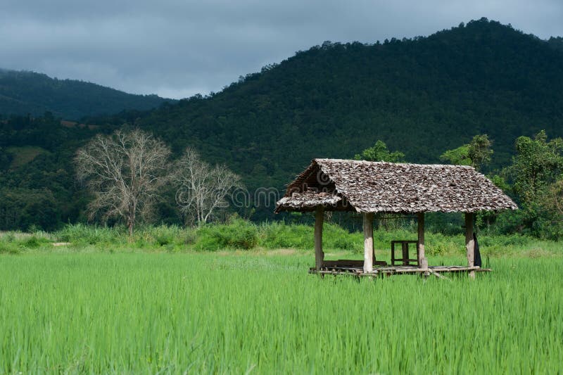 Lodging in the Rice Field . Stock Photo - Image of harvest, farmland ...