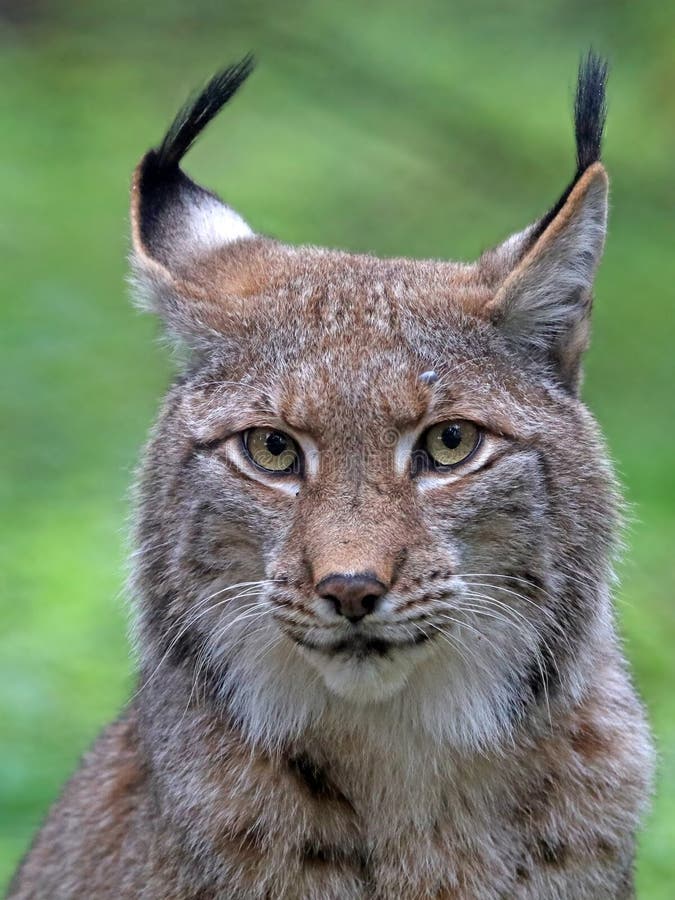 Lodjur arkivfoto. Bild av framsida, köttätare, ögon - 105128064