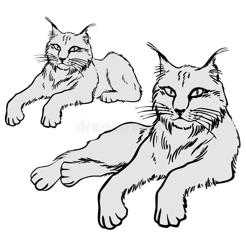 Lodjur Stock Illustrationer, Vektorer, & Clipart – (7,450 Stock ...