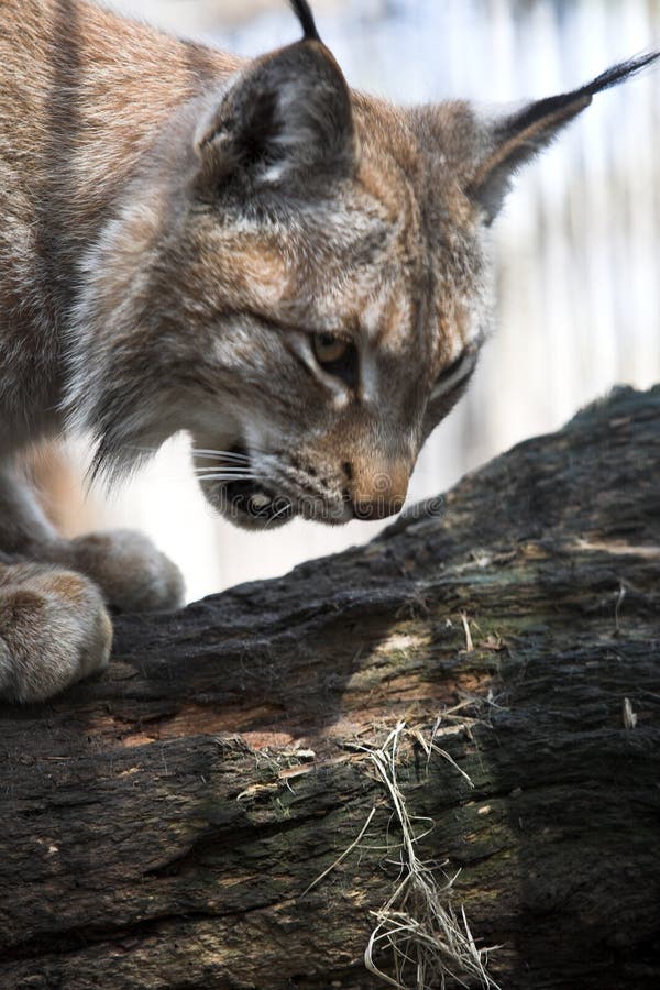Lås fotografering för bildbyråer. Bild av skräck, utomhus - 2596307