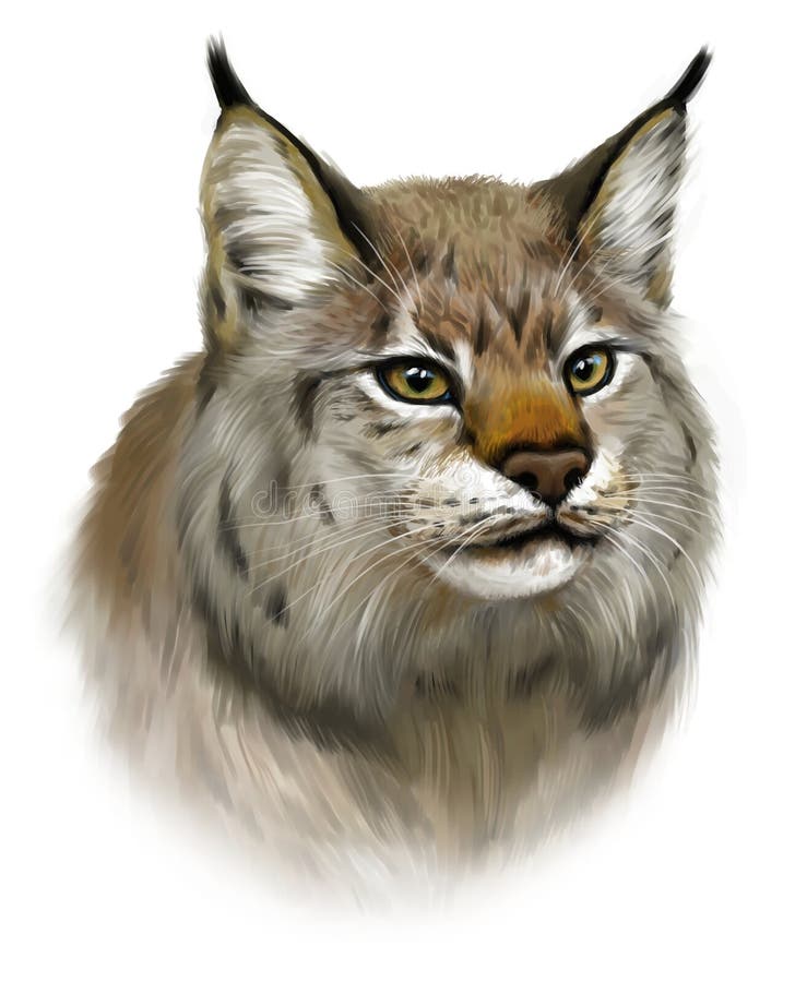 Lodjur Stock Illustrationer, Vektorer, & Clipart – (4,105 Stock ...