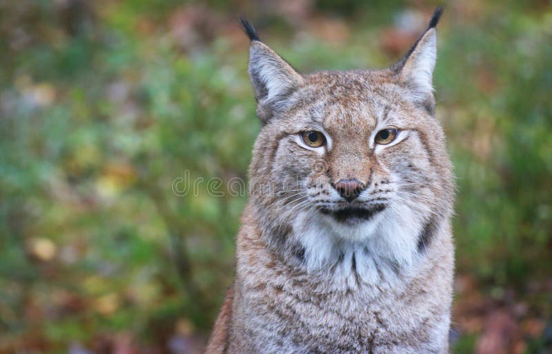 Lodjur arkivfoto. Bild av jägare, köttätare, nederlag - 79148434