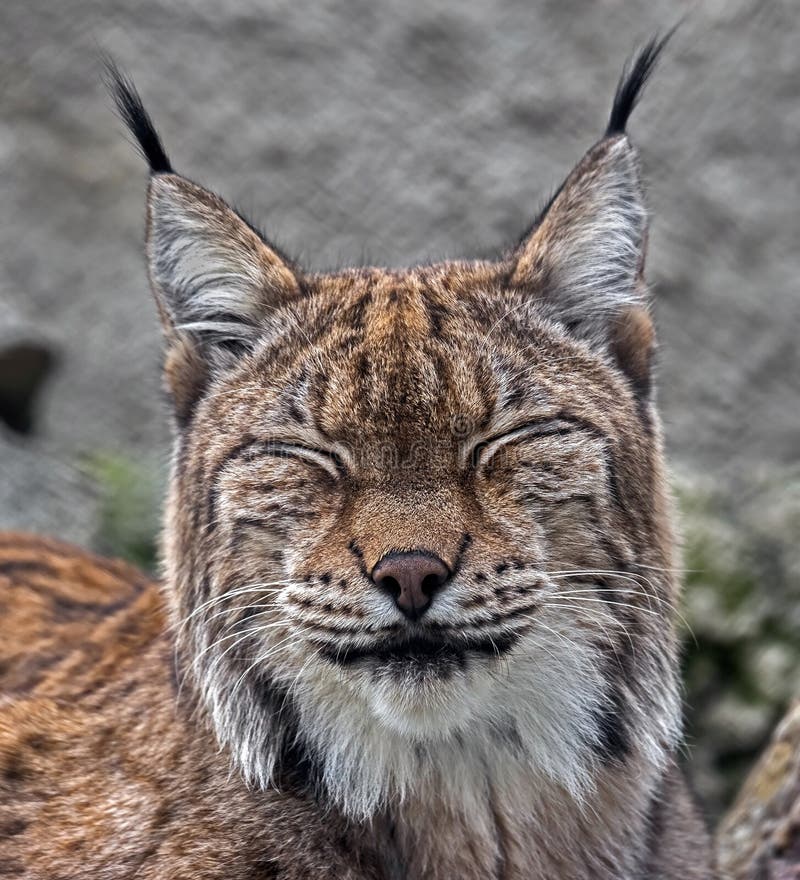 Lodjur arkivfoto. Bild av brummande, natur, köttätare - 88095856