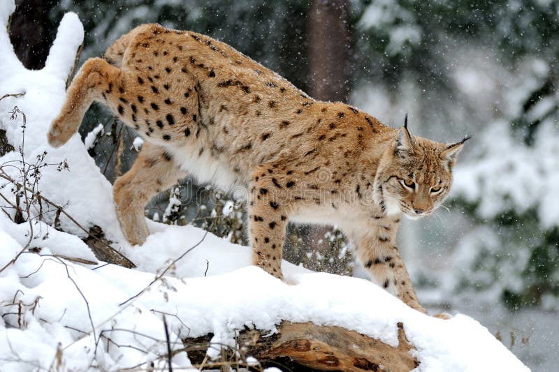 Lodjur i vinter arkivfoto. Bild av vilt, norr, undimmed - 36490896