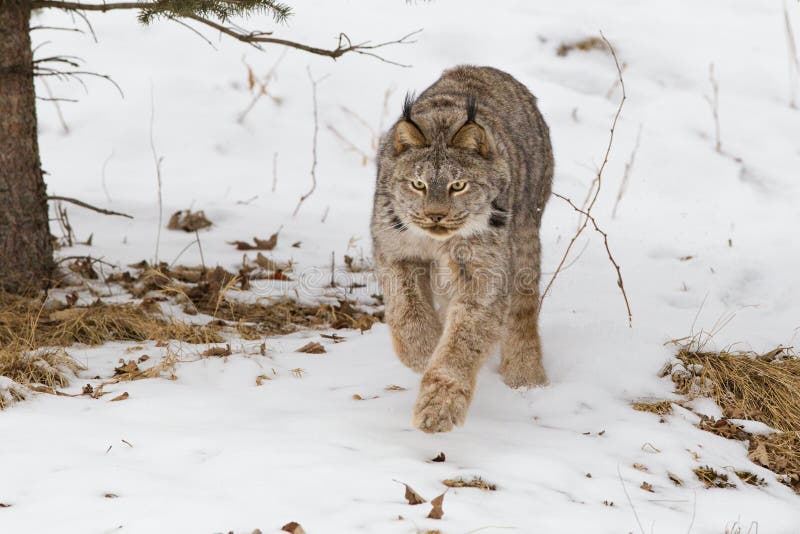 Lodjur Som Promenerar Skogen I Vinter Arkivfoto - Bild av jakt, vild ...