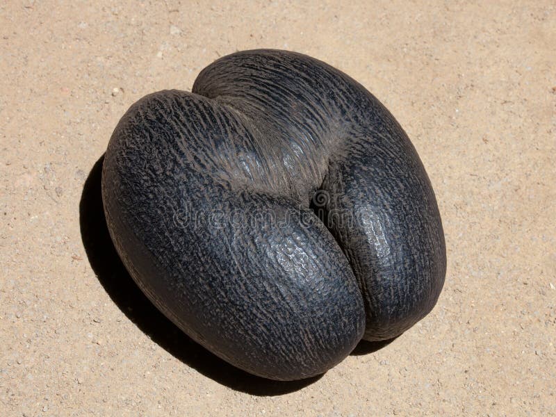 Lodoicea coconut seed stock image. Image of biological - 84690201