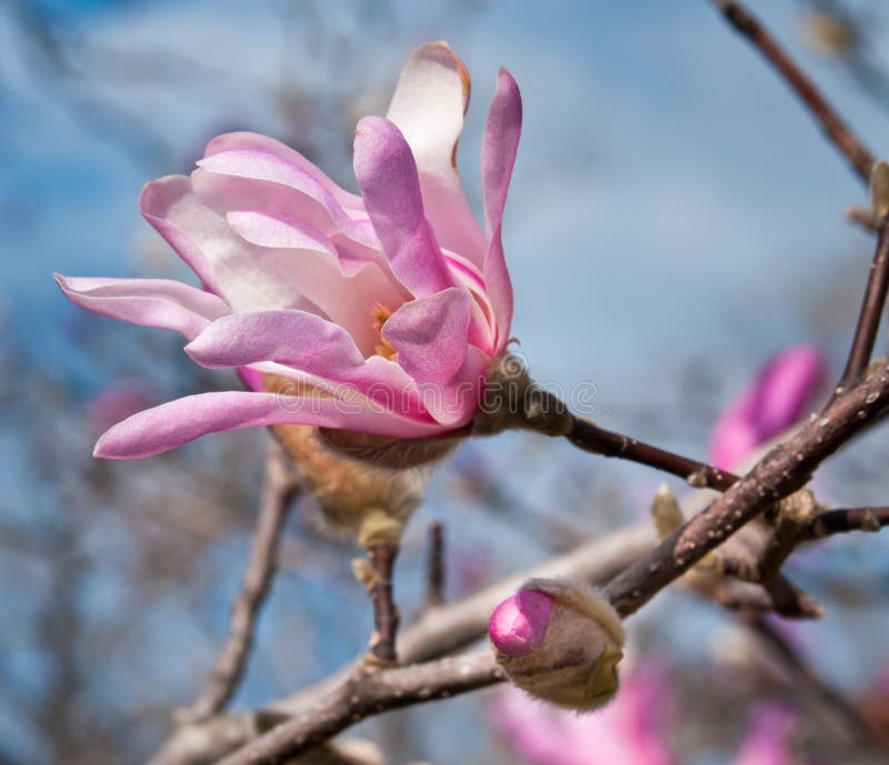 Loebner Magnolia Bloom Against Sky Stock Image - Image of leonard ...