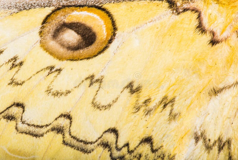 Loepa Stock Photos - Free & Royalty-Free Stock Photos from Dreamstime