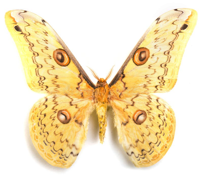 Loepa Stock Photos - Free & Royalty-Free Stock Photos from Dreamstime