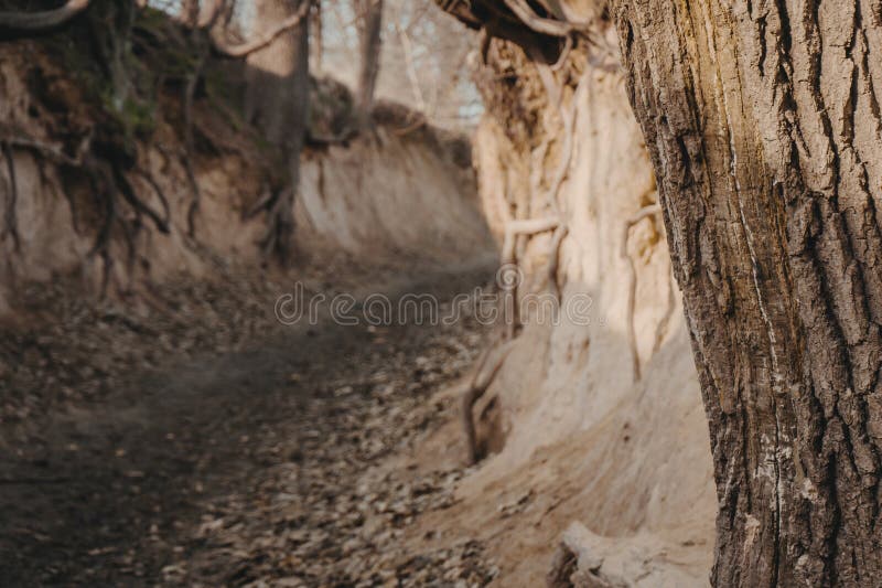 Loess Ravine with Roots. Natural Ravine Stock Photo - Image of ...