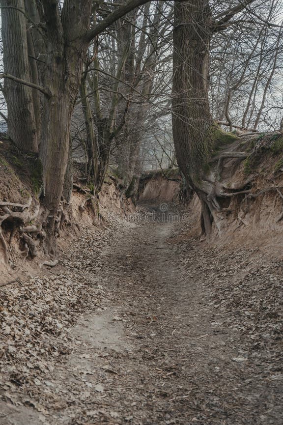 Loess Ravine with Roots. Natural Ravine Stock Image - Image of scenic ...