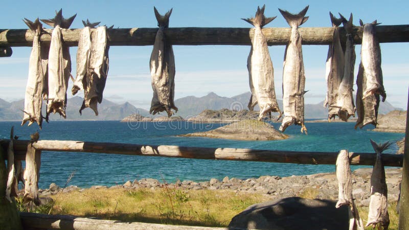 Lofoten's Stockfish Picture. Image: 6112256