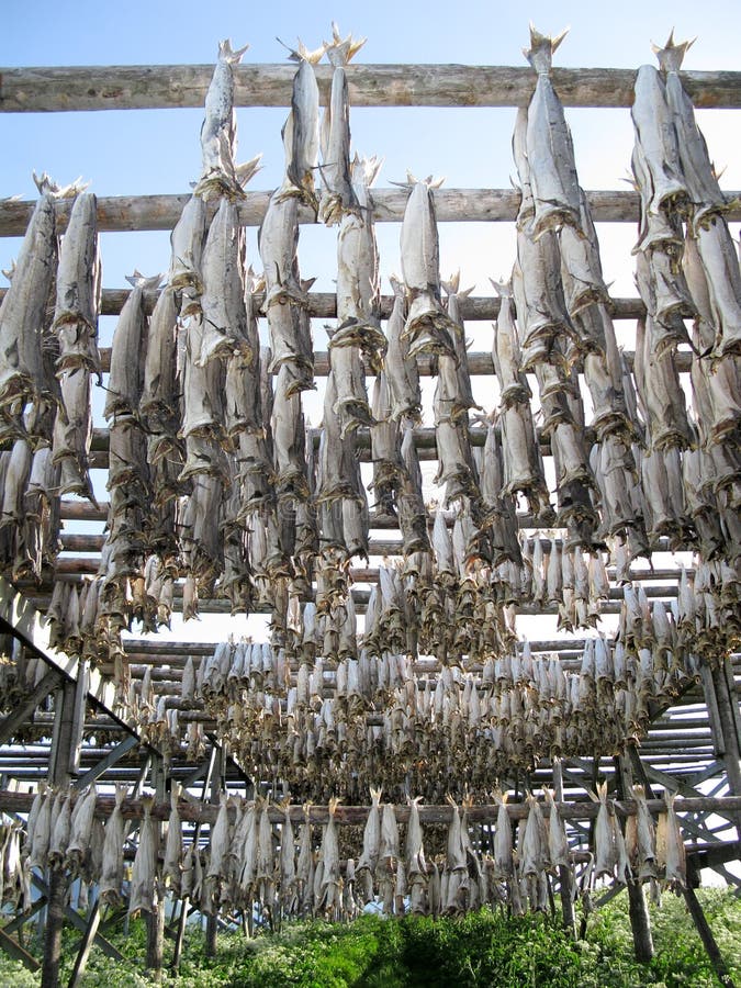 Lofoten stockfish drying stock photo. Image of windswept - 40206366