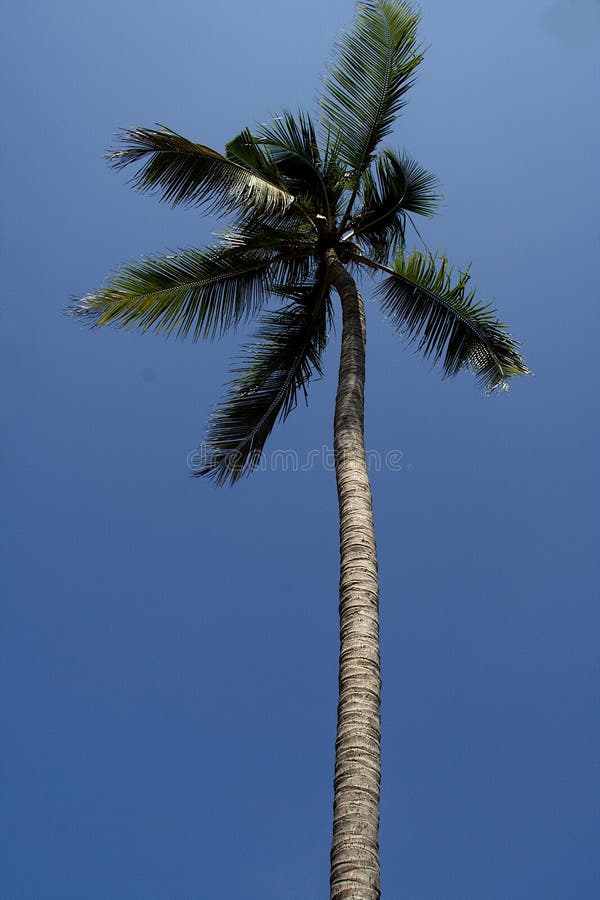 Lofty tree in forest stock image. Image of outdoors, rural - 11339397