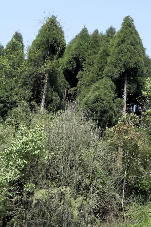 Lofty Conifer Trees on Top of a Hill Stock Photo - Image of lofty ...