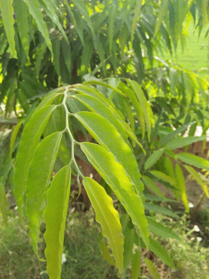 200 Ashoka Tree India Photos - Free & Royalty-Free Stock Photos from ...