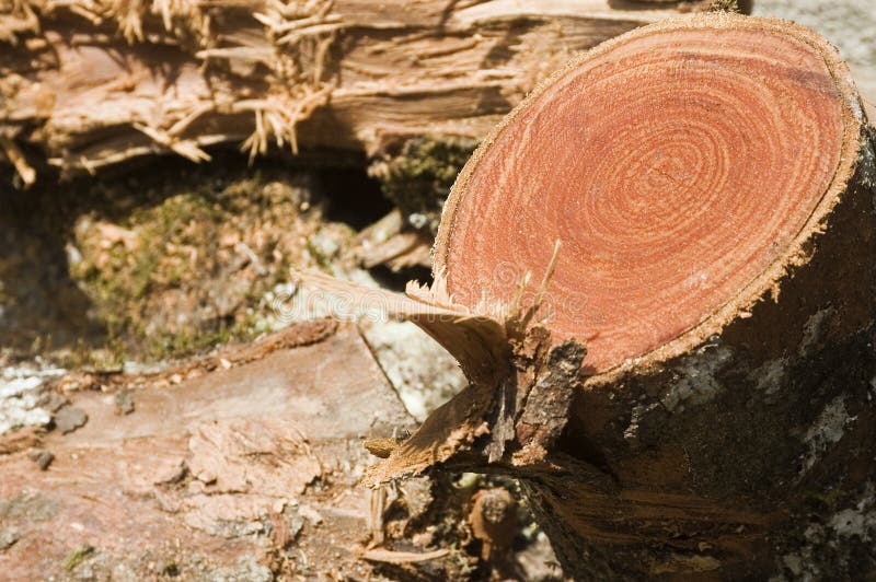 Log Picture. Image: 2499131