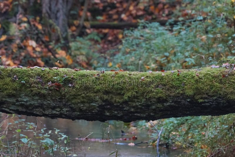 A log across the river stock image. Image of flora, november - 235479387