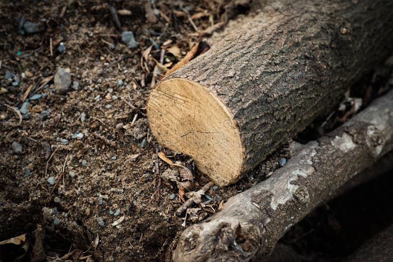 Log Rings stock photo. Image of forestry, lumber, circular - 3141810