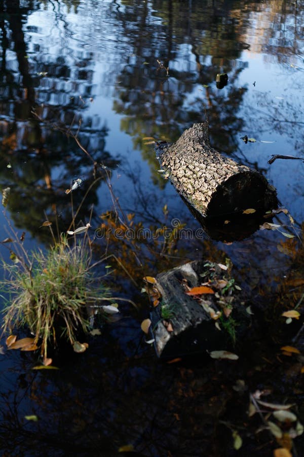 Log and Autumn Leaves Lie in Blue Water Stock Image - Image of grass ...