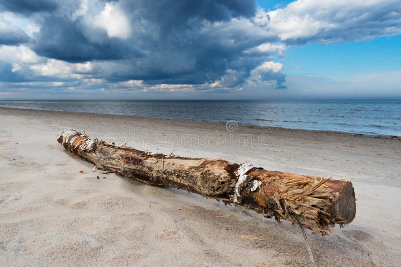 Log at Baltic sea. stock image. Image of nature, power - 69160507