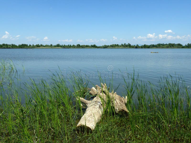 Log on the Bank of the River Stock Image - Image of landscape, peaceful ...