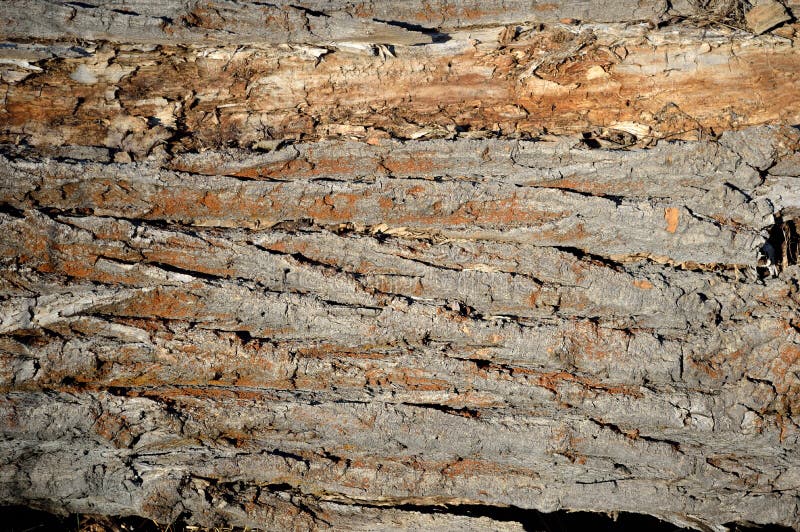 Log Bark Back Ground Horizontal Stock Photo - Image of lying, closeup ...