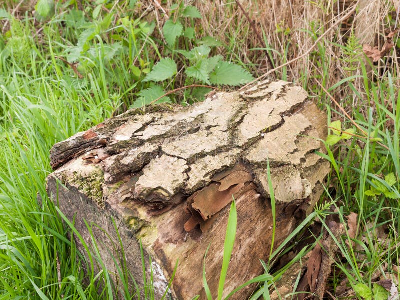 Log Bark of Tree Side on the Ground in the Grass in the Forest Stock ...