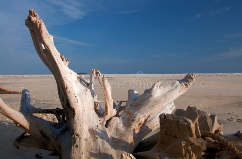 Log on the beach stock photo. Image of timber, thailand - 48854718