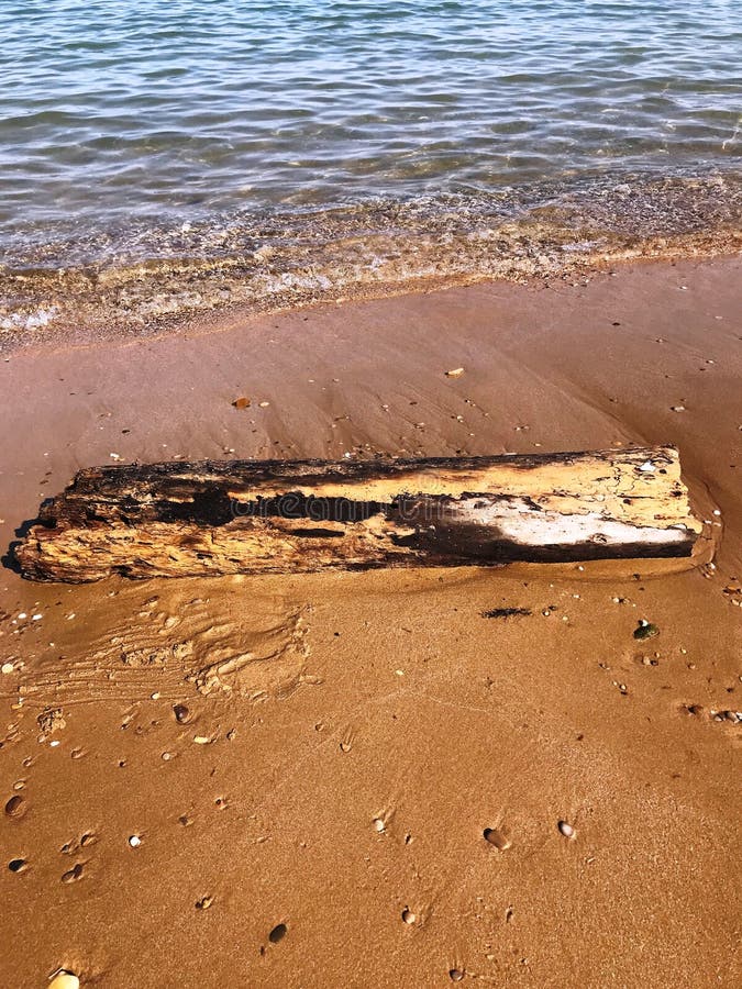Log on the beach stock photo. Image of seashore, washed - 160590372
