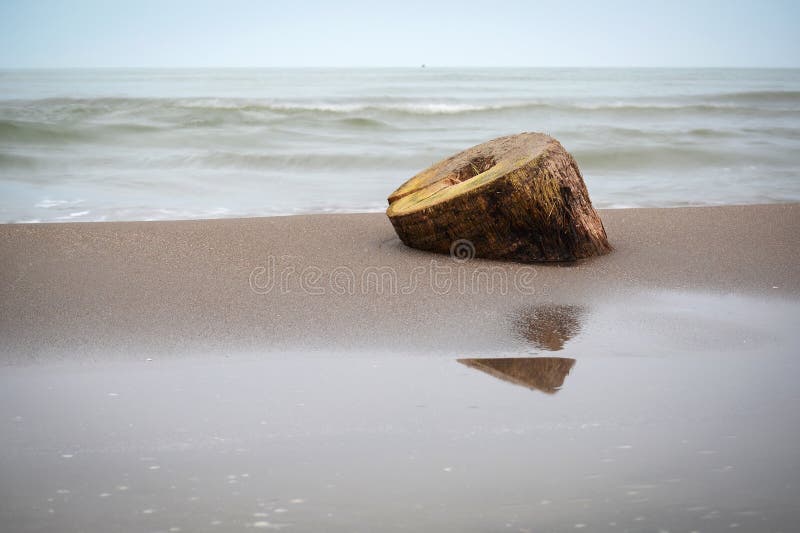 Log on the beach stock photo. Image of blurry, close - 273811344