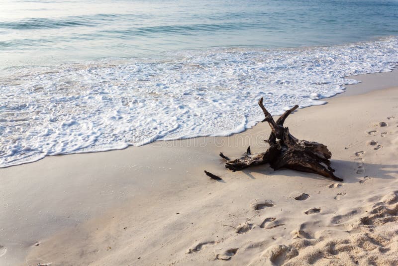 Log on a beautiful beach stock photo. Image of peaceful - 64592764