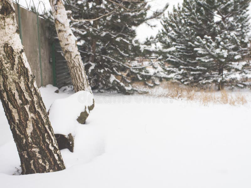 Log Bench between Two Birch Trees in the Garden in the Background of ...